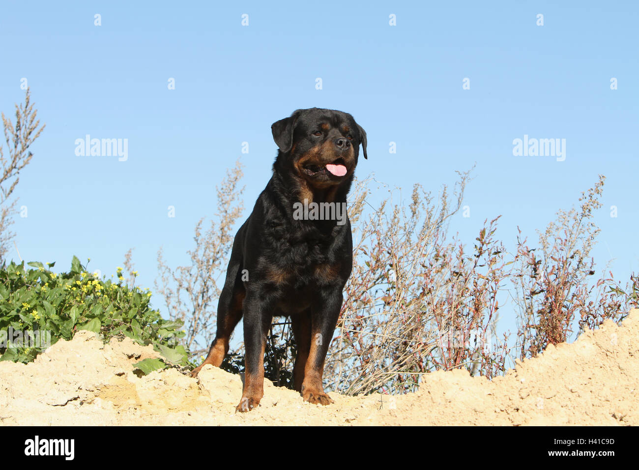 Dog Rottweiler adult standing dunes; dune; sand; plants; plant ...