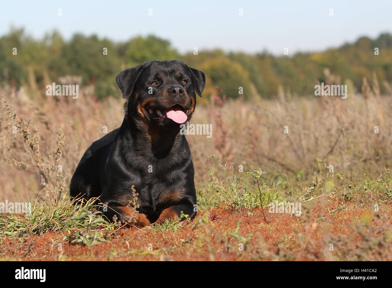 Dog rottweiler rot rott hi-res stock photography and images - Alamy