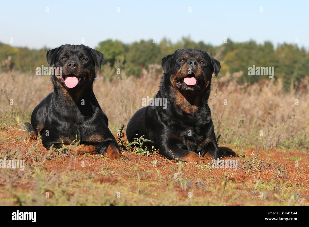 Dog two Rottweiler adults lying down nature natural Stock Photo - Alamy