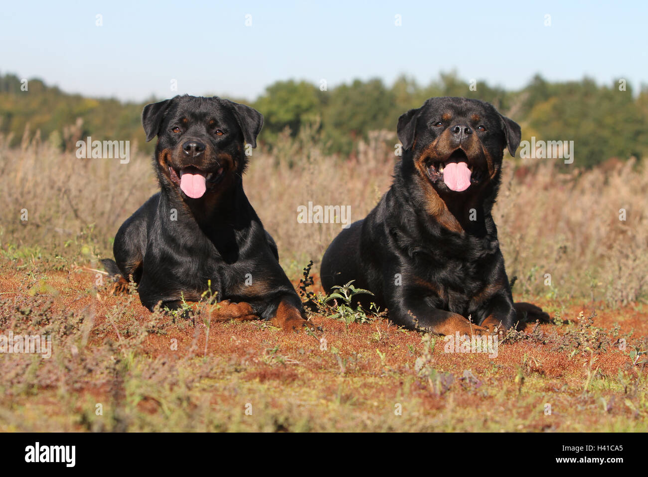 Dog two Rottweiler adults lying down nature natural Stock Photo - Alamy