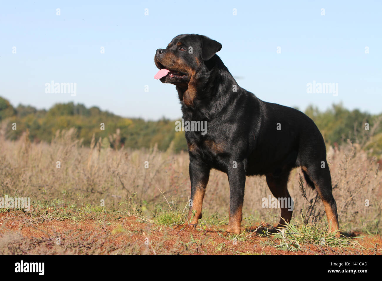 Dog rottweiler rot rott hi-res stock photography and images - Alamy