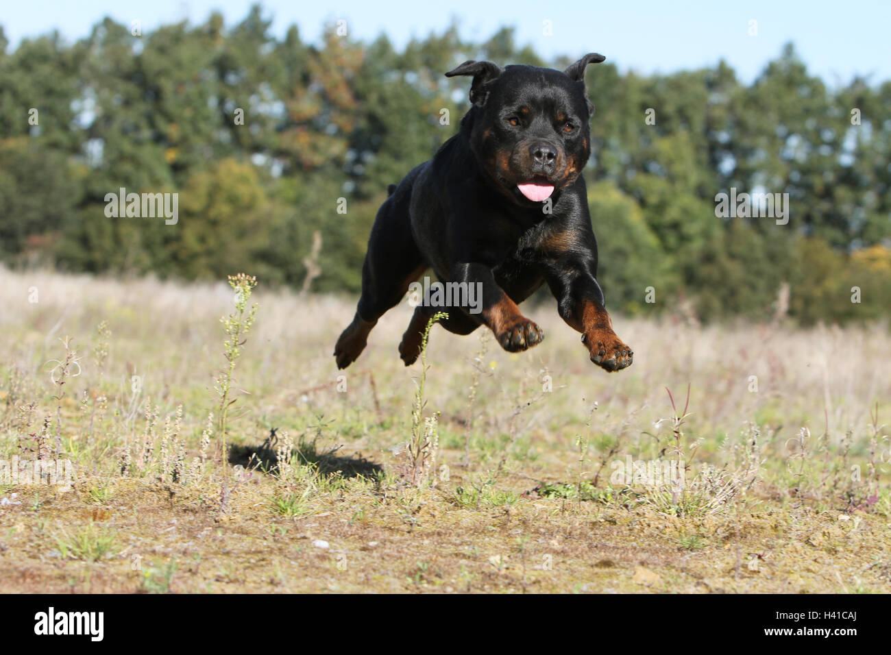 Dog rottweiler rot rott hi-res stock photography and images - Alamy