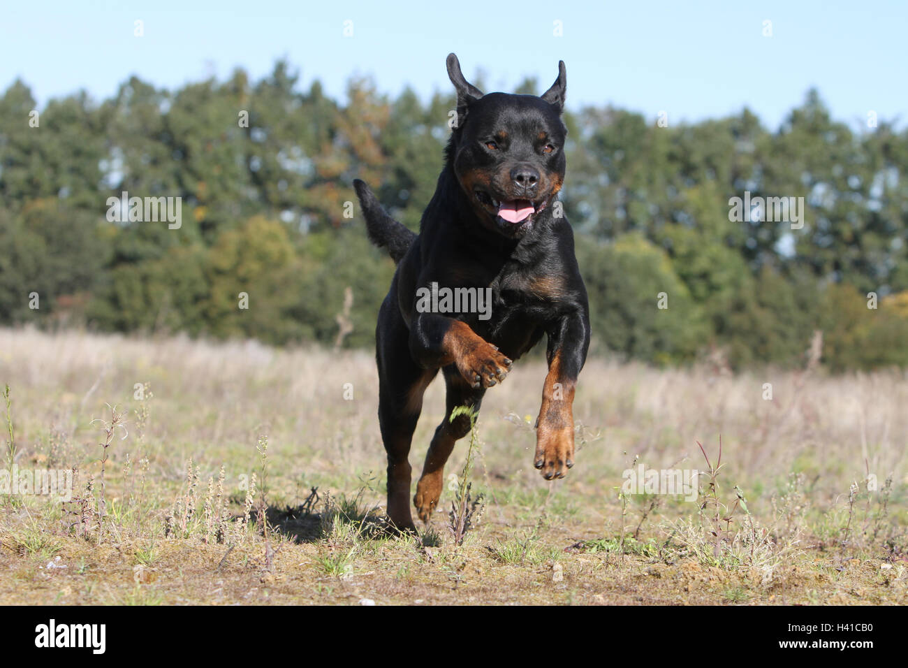 Dog rottweiler rot rott hi-res stock photography and images - Alamy