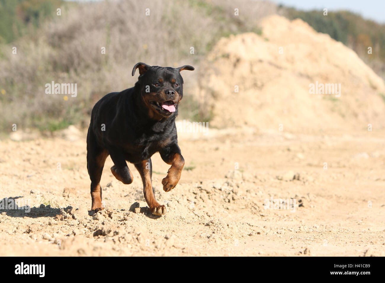 Dog Rottweiler adult dunes; dune; sand; plants; plant running Stock ...