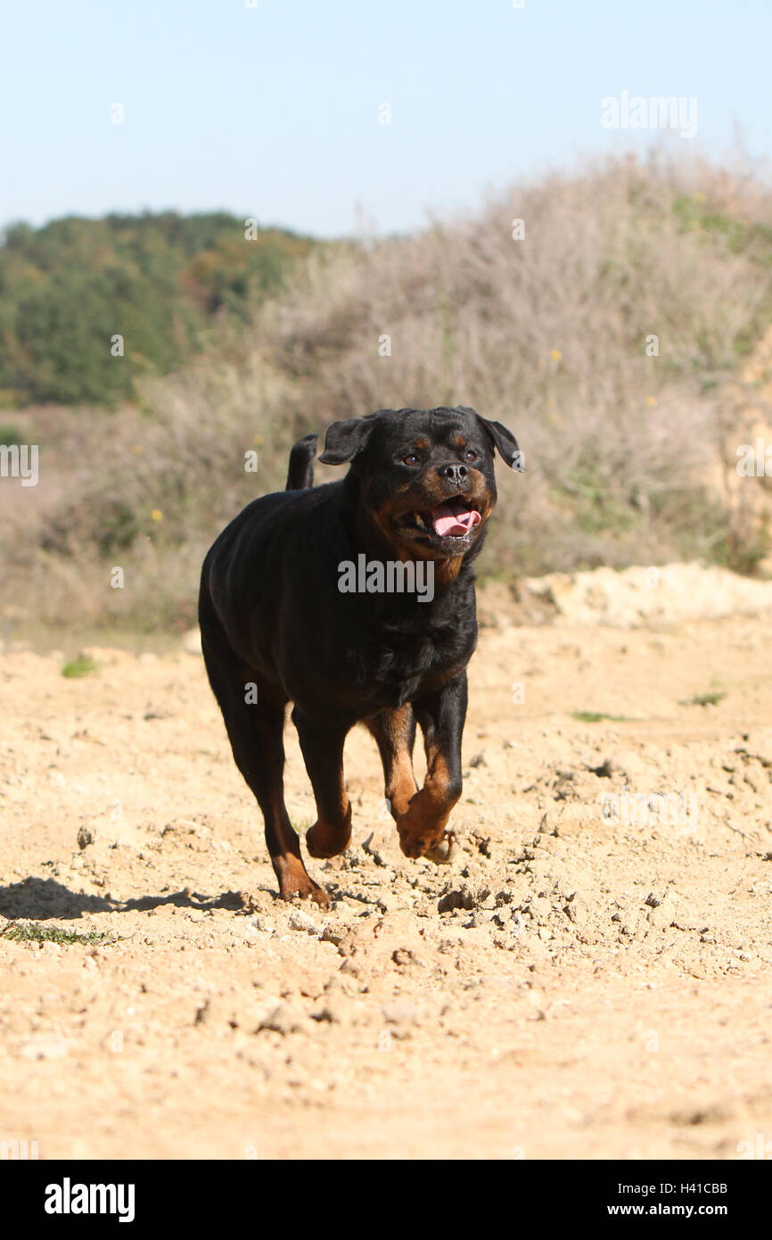 Dog Rottweiler adult dunes; dune; sand; plants; plant running Stock ...