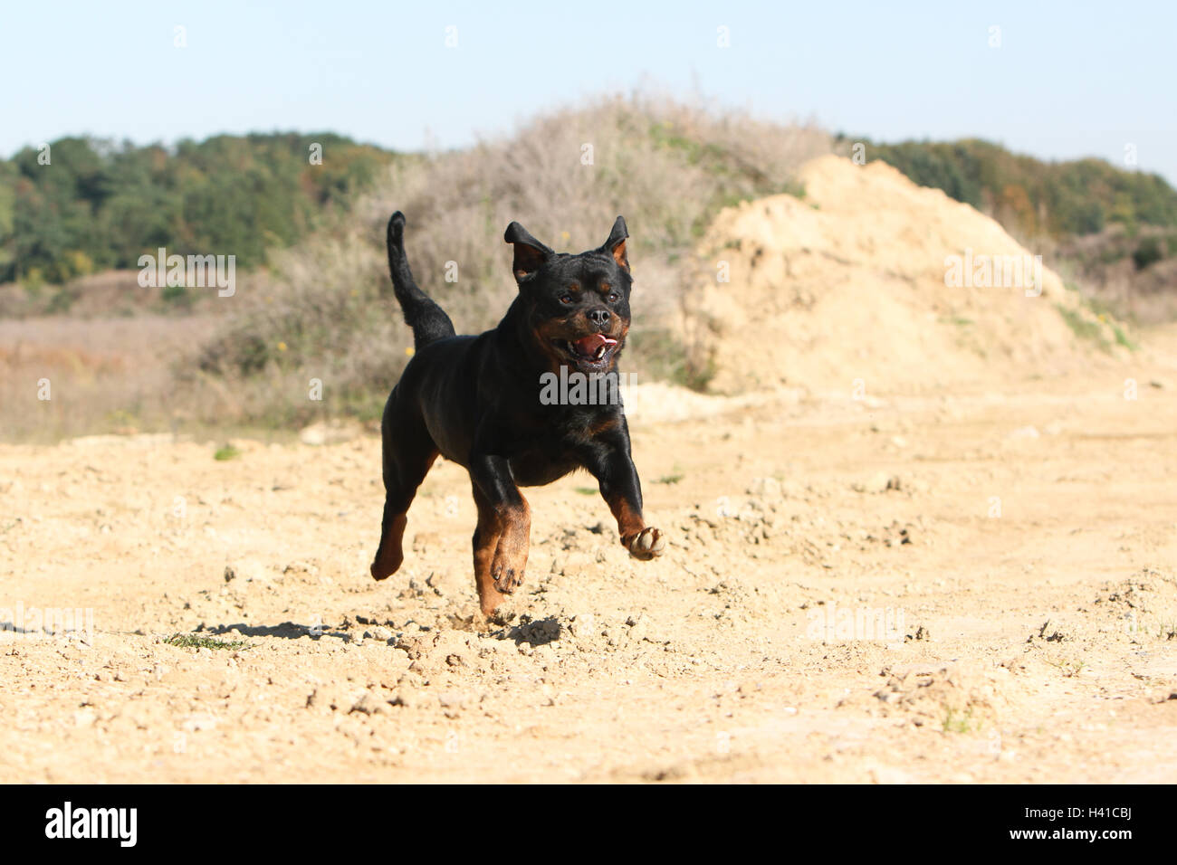Dog Rottweiler adult dunes; dune; sand; plants; plant running Stock ...