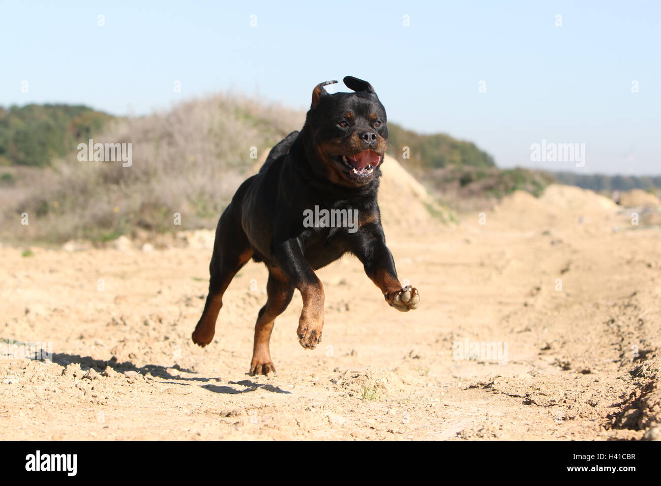 Dog Rottweiler adult dunes; dune; sand; plants; plant running Stock ...