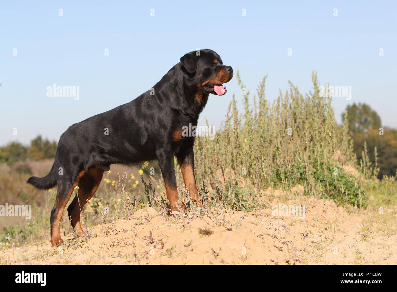 Dog Rottweiler adult standing dunes; dune; sand; plants; plant ...