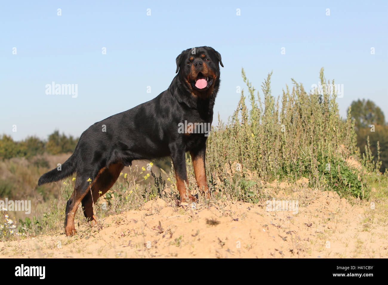 Dog Rottweiler adult standing dunes; dune; sand; plants; plant ...