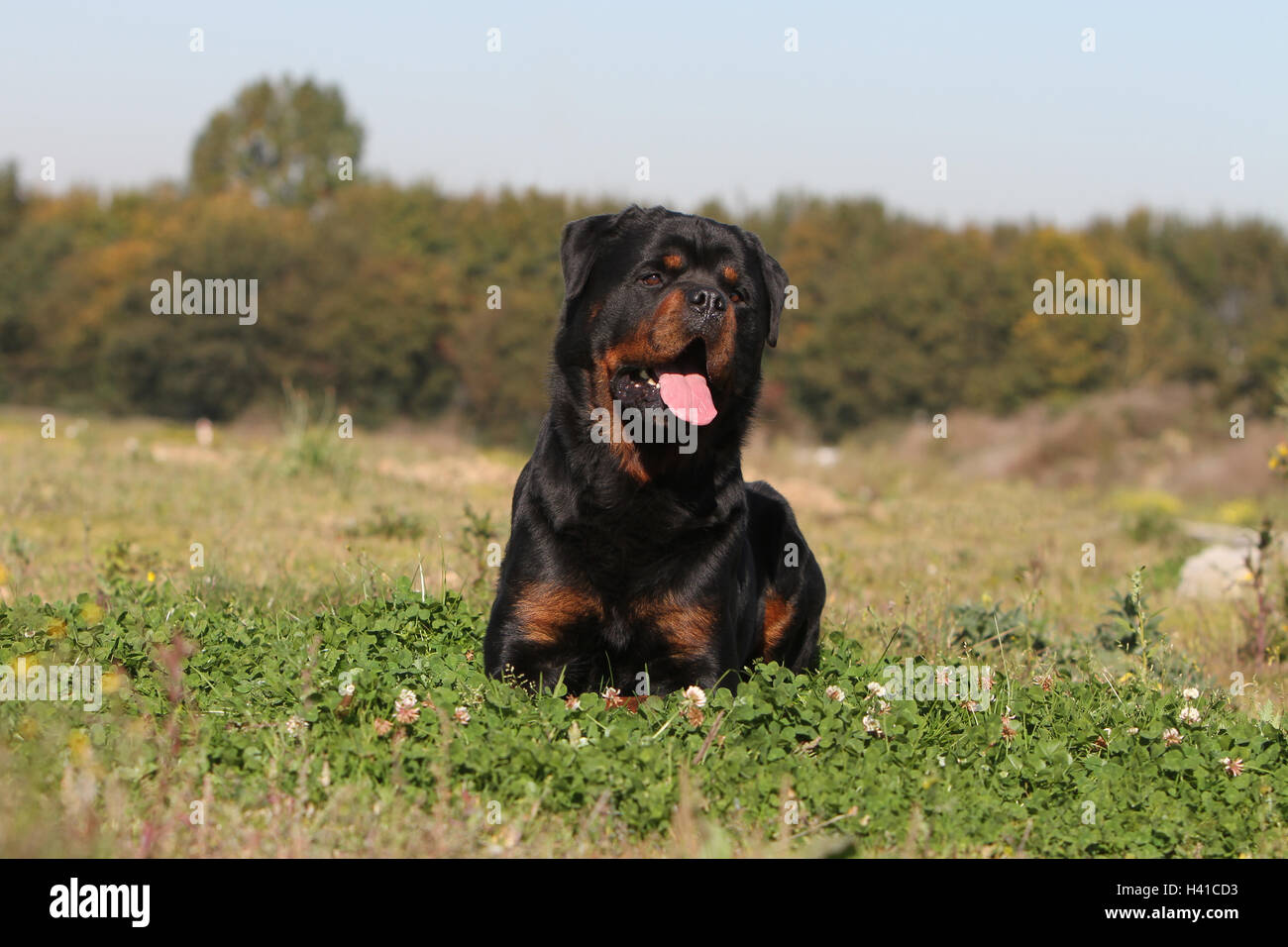 Dog rottweiler rot rott hi-res stock photography and images - Alamy