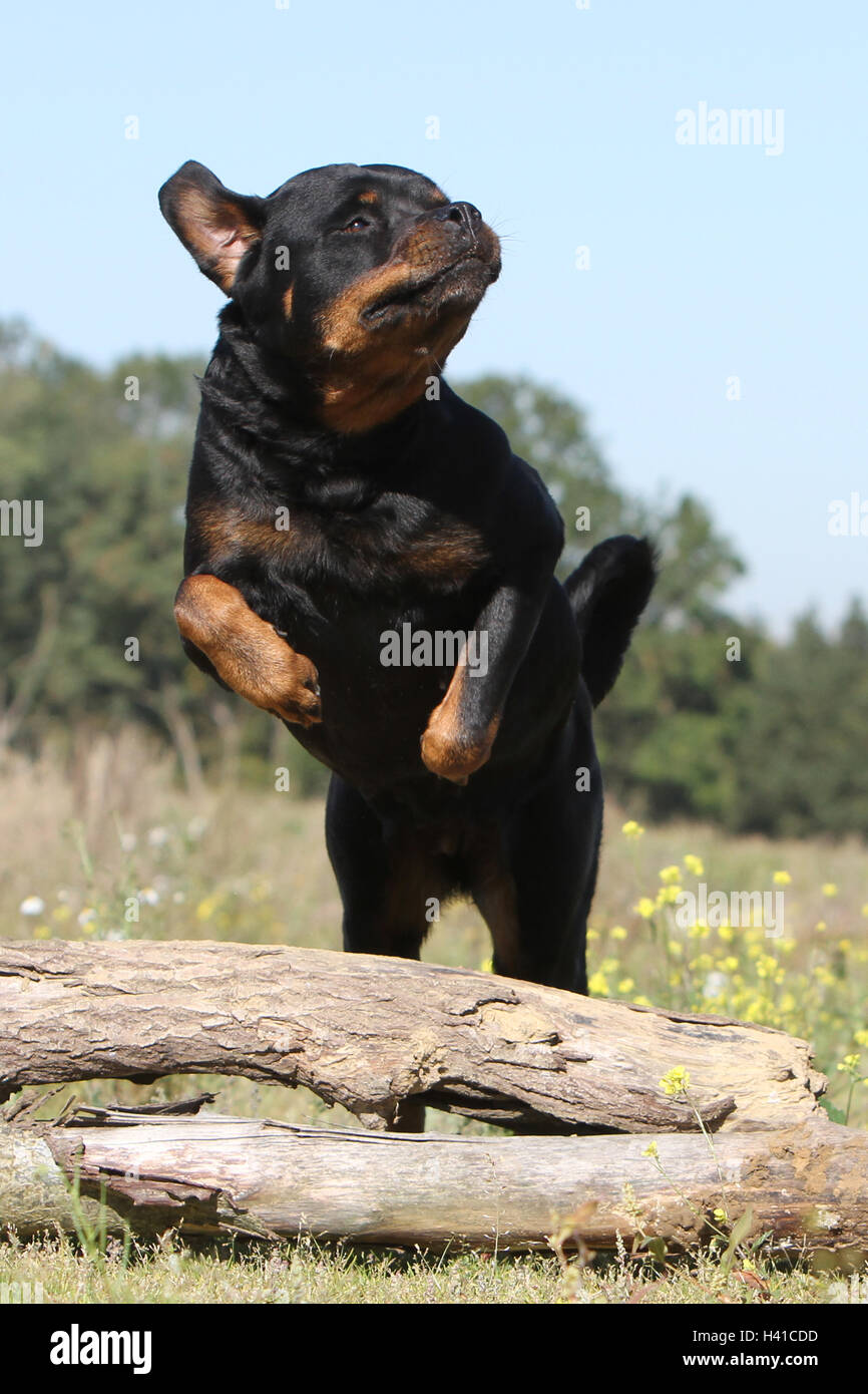 Dog Rottweiler adult jump jumping "to jump" over a wood tree trunk a ...