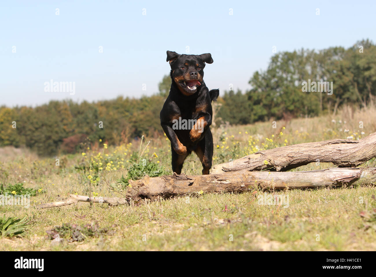 Dog Rottweiler adult jump jumping "to jump" over a wood tree trunk a ...