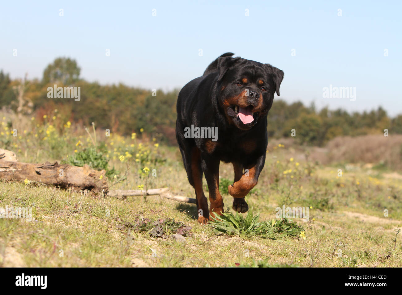 Dog Rottweiler adult jump jumping "to jump" over a wood tree trunk a ...