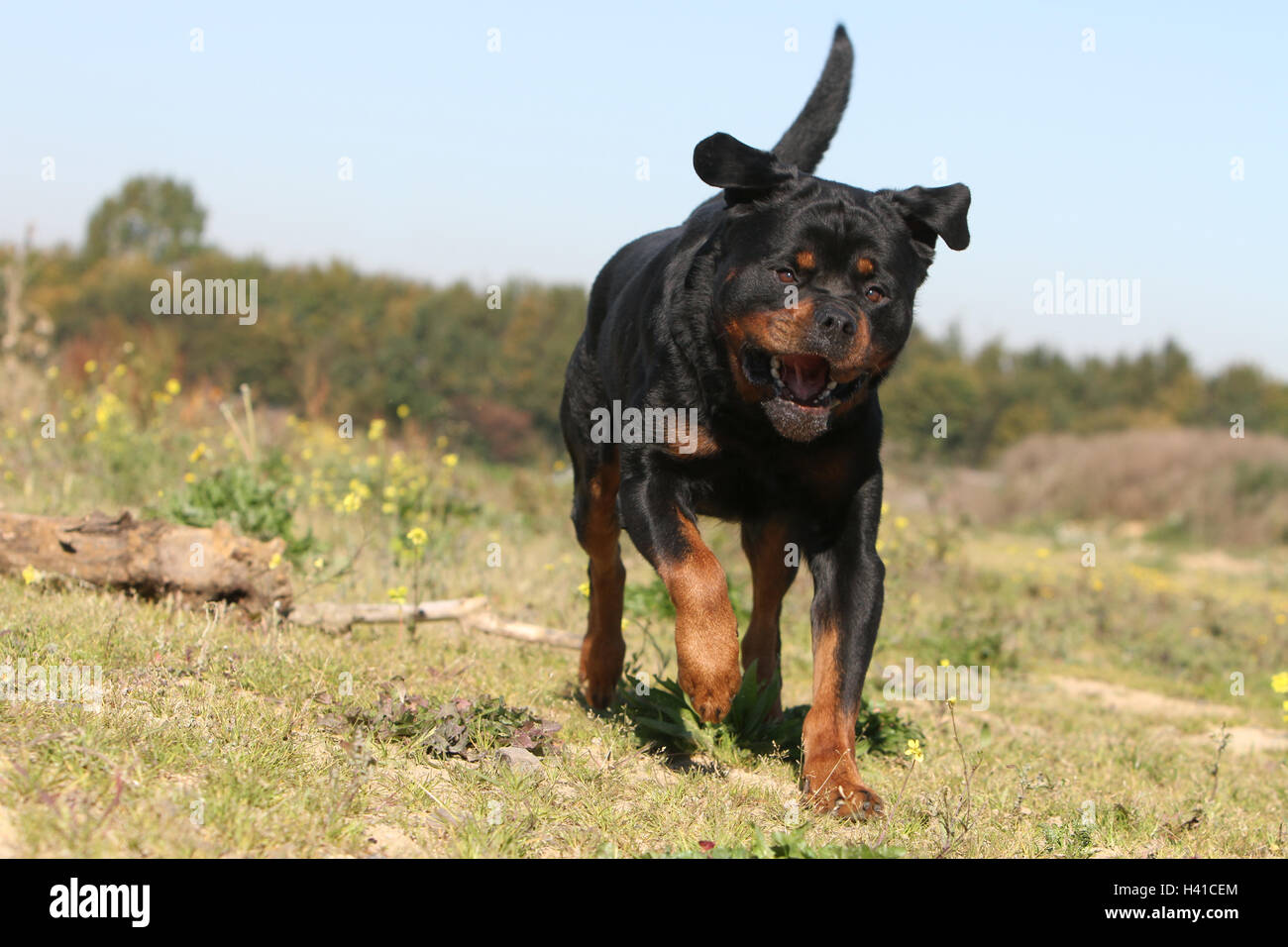 Dog Rottweiler adult jump jumping "to jump" over a wood tree trunk a ...