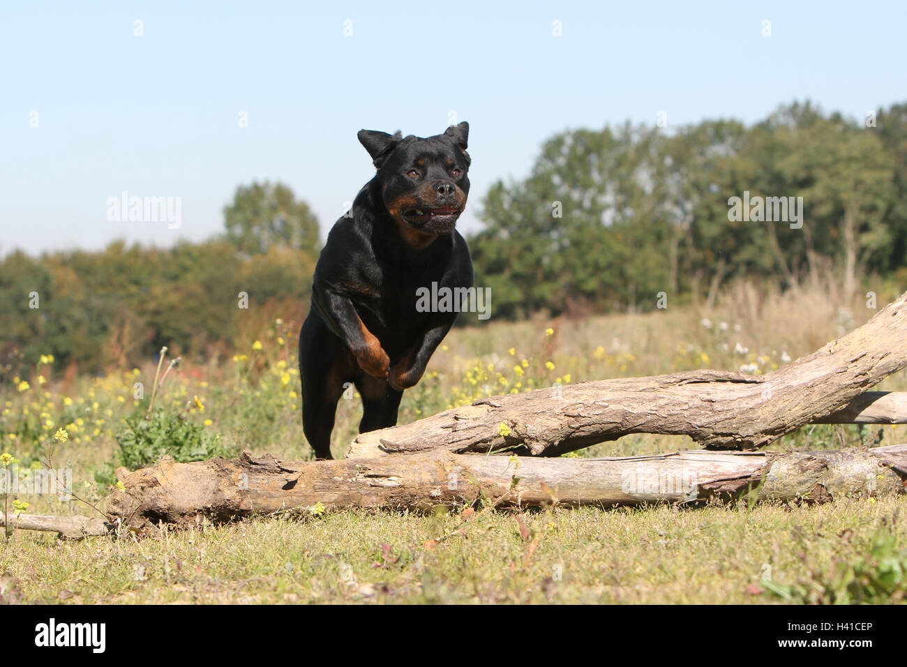 Dog rottweiler jumping agility hi-res stock photography and images - Alamy