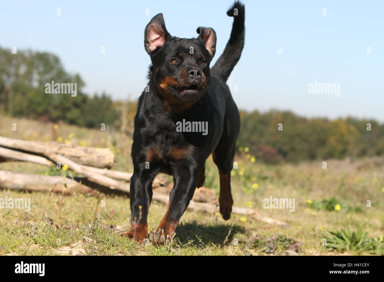 Dog Rottweiler adult jump jumping "to jump" over a wood tree trunk a ...