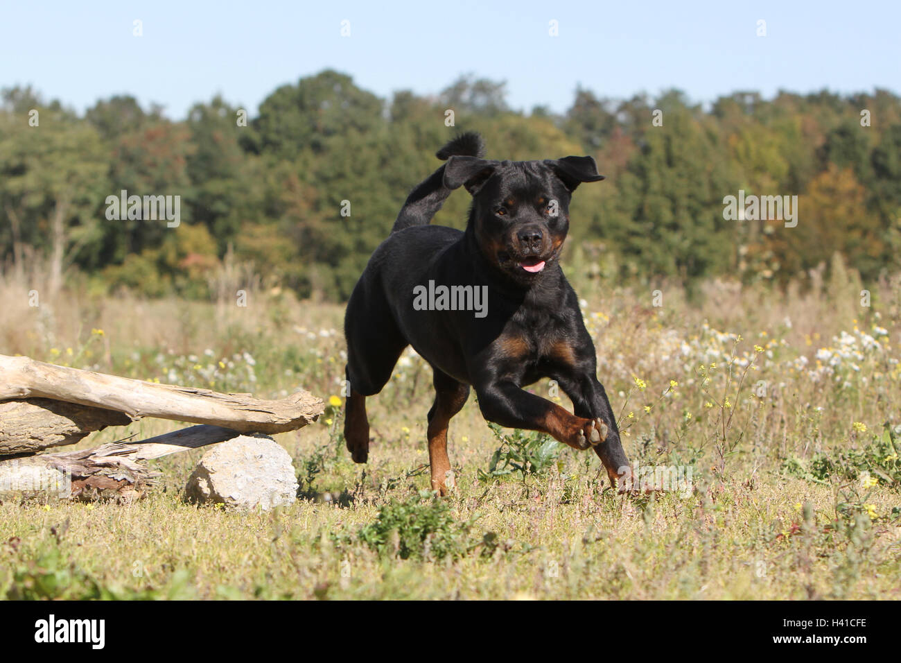Dog Rottweiler Jumping Agility High Resolution Stock Photography and ...