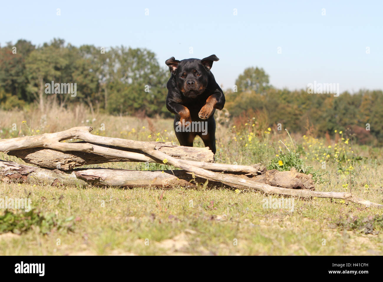 Dog rottweiler jumping agility hi-res stock photography and images - Alamy