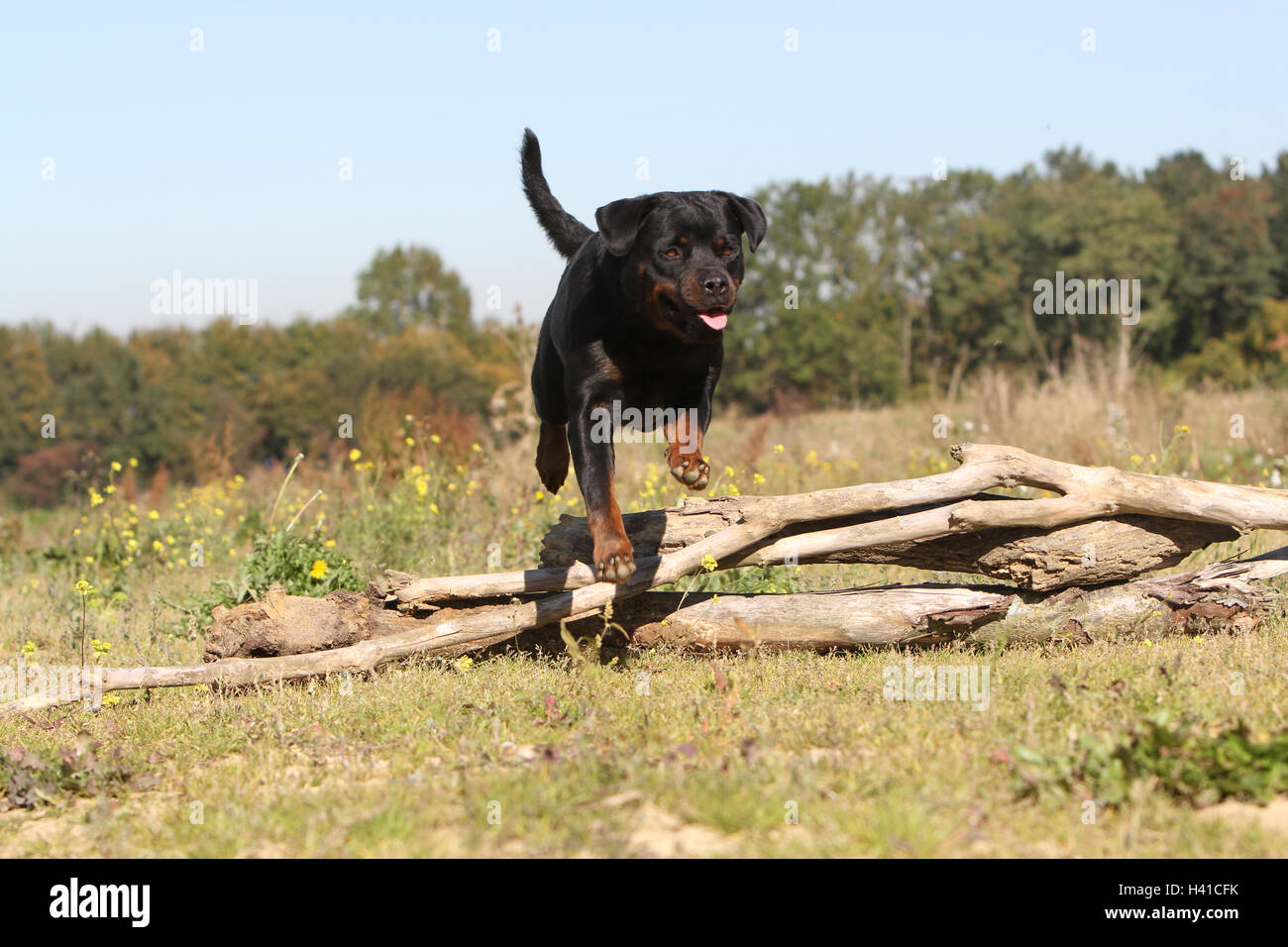 Dog Rottweiler Jumping Agility High Resolution Stock Photography and ...