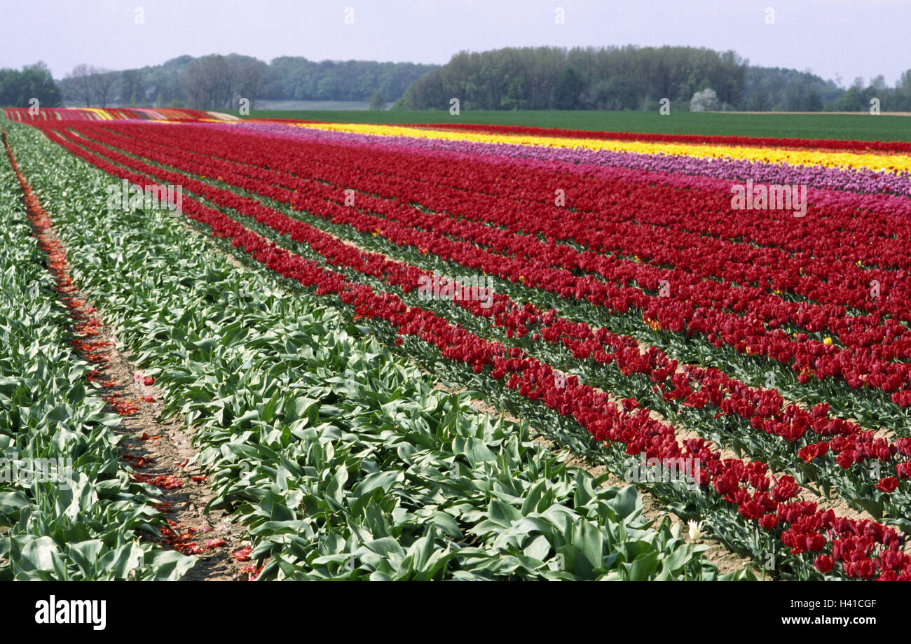 Tulip field, detail, tulips, blossoms, differently, series, mowed ...