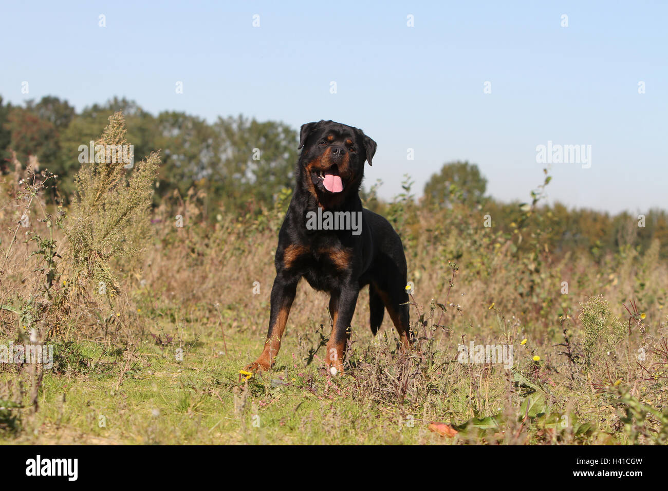 Dog Rottweiler adult wild field standing Stock Photo - Alamy