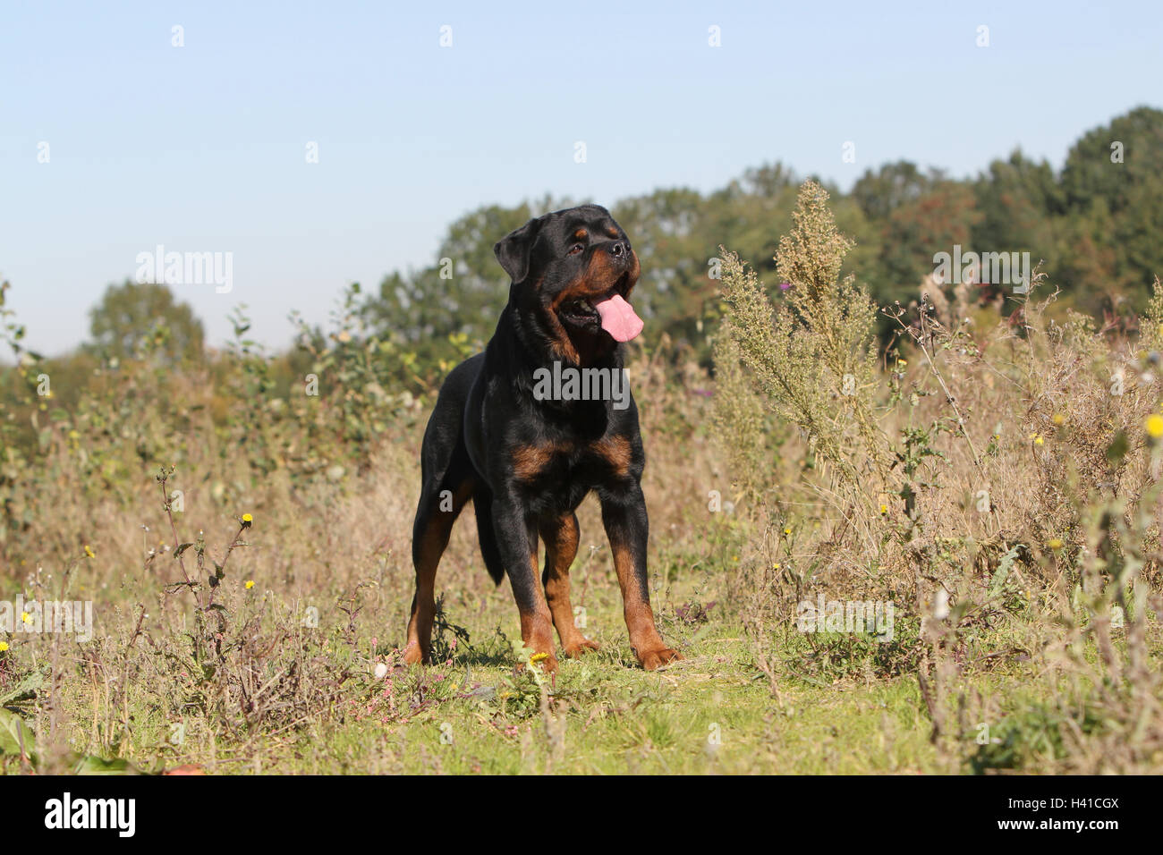 Dog Rottweiler adult wild field standing Stock Photo - Alamy