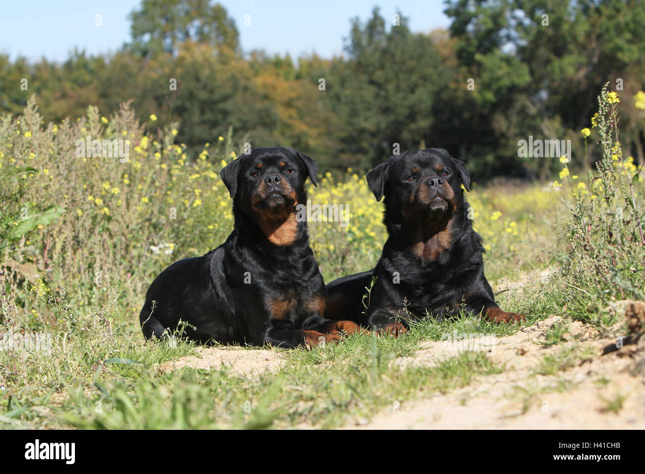 Dog two Rottweiler adults lying down field bloom flowers Stock Photo ...