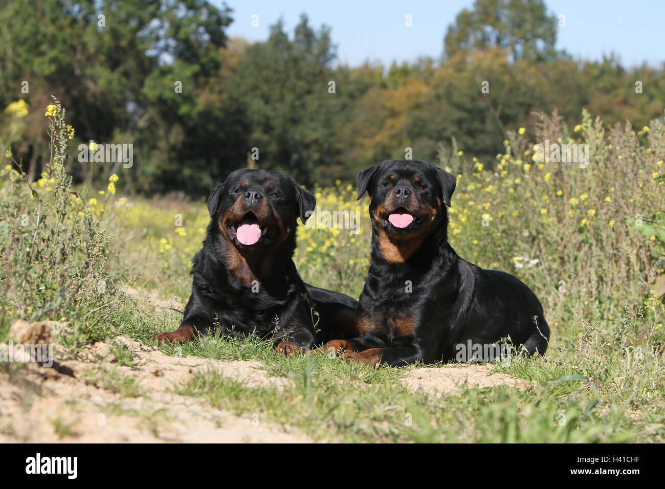 Dog two Rottweiler adults lying down field bloom flowers Stock Photo ...
