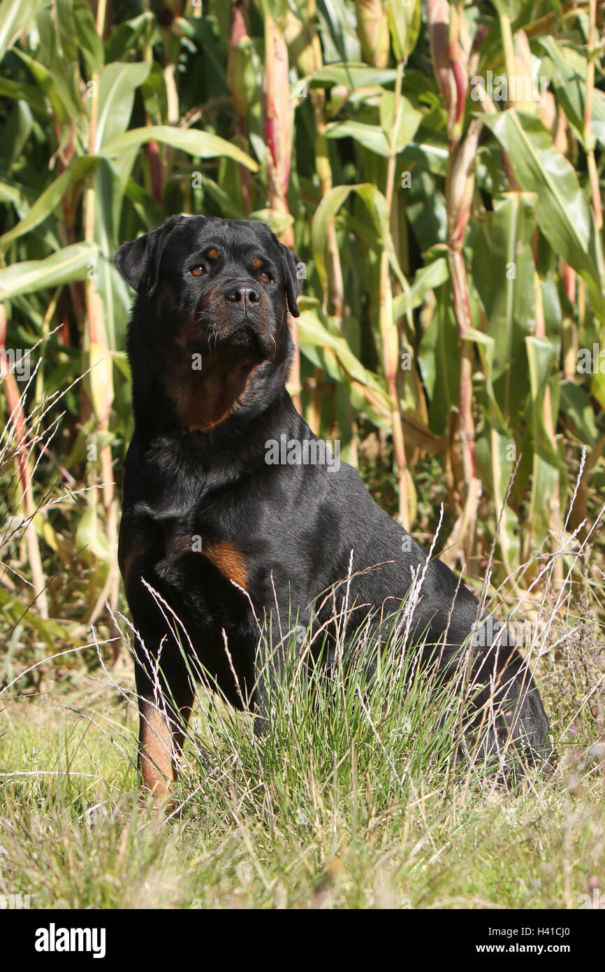 Dog Rottweiler adult sitting before cornfield Stock Photo - Alamy