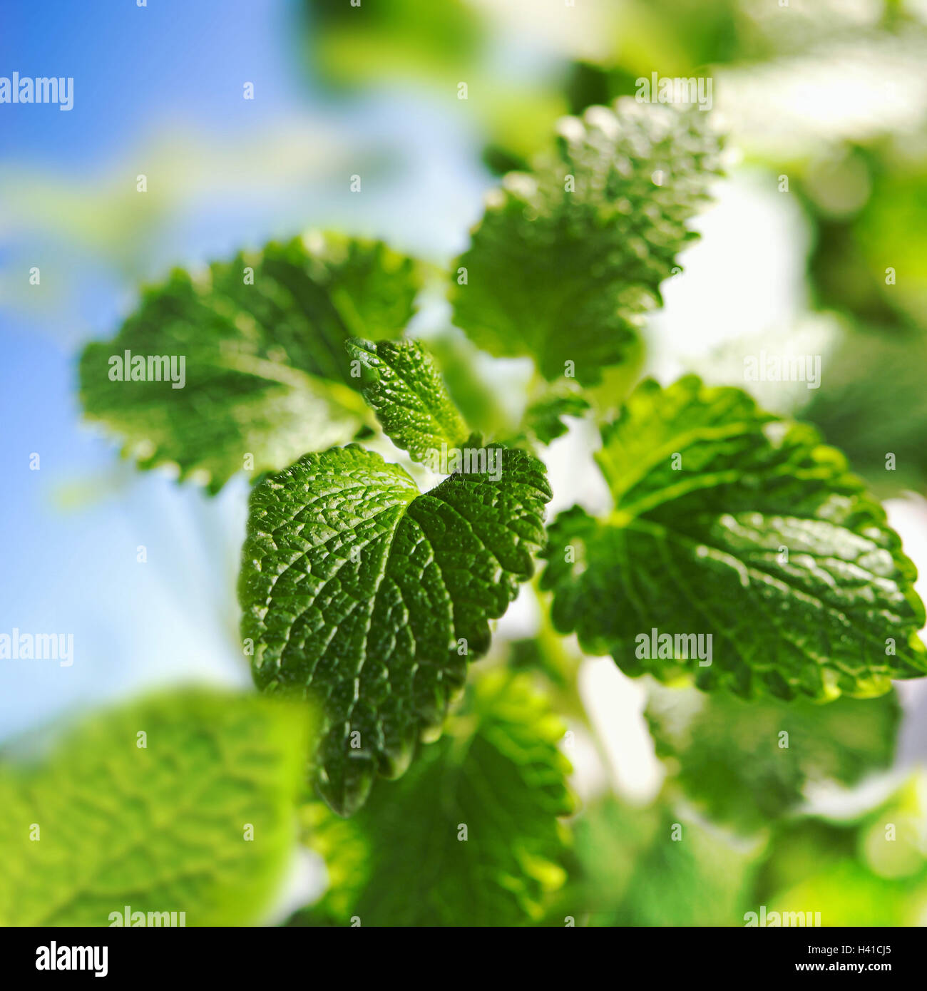Balm, Melissa officinalis, detail, leaves, plant, mint family ...
