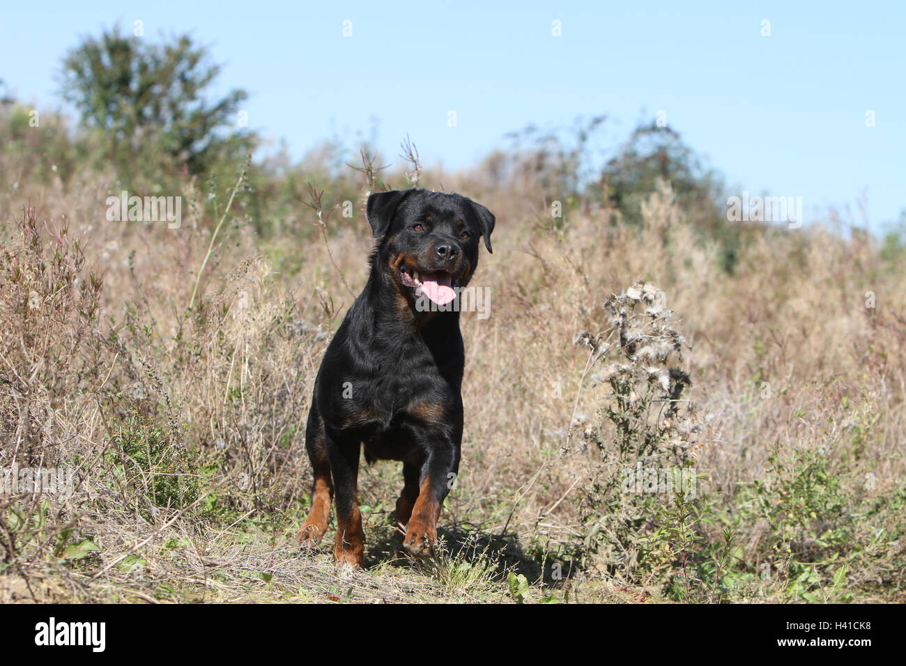 Dog Rottweiler adult running wild field Stock Photo - Alamy