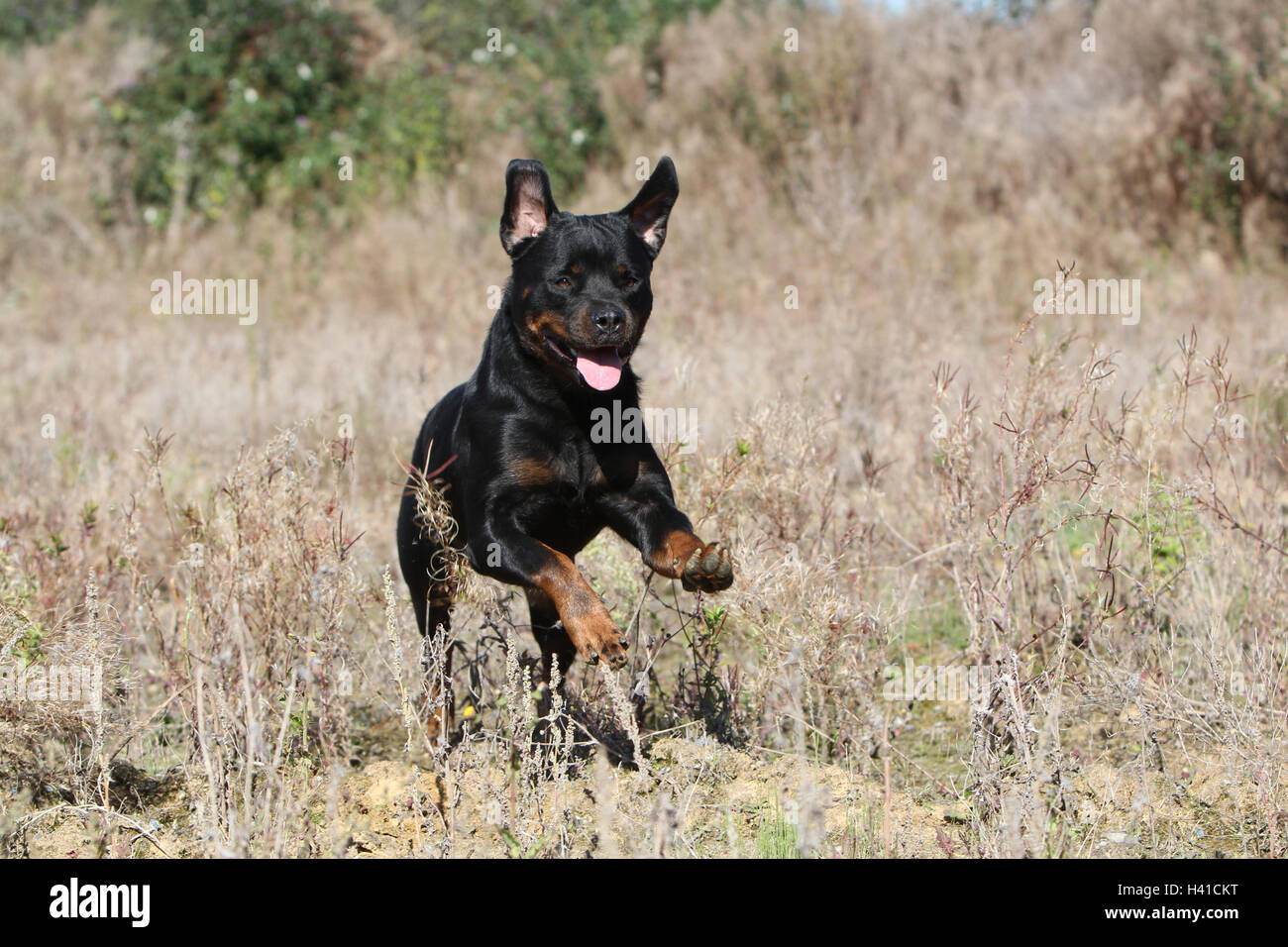 Dog Rottweiler adult running wild field Stock Photo - Alamy