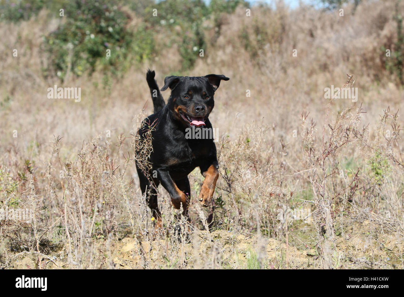 Dog Rottweiler adult running wild field Stock Photo - Alamy
