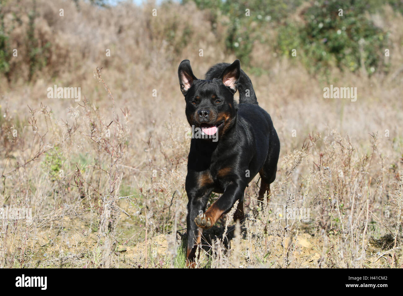 Dog Rottweiler adult running wild field Stock Photo - Alamy