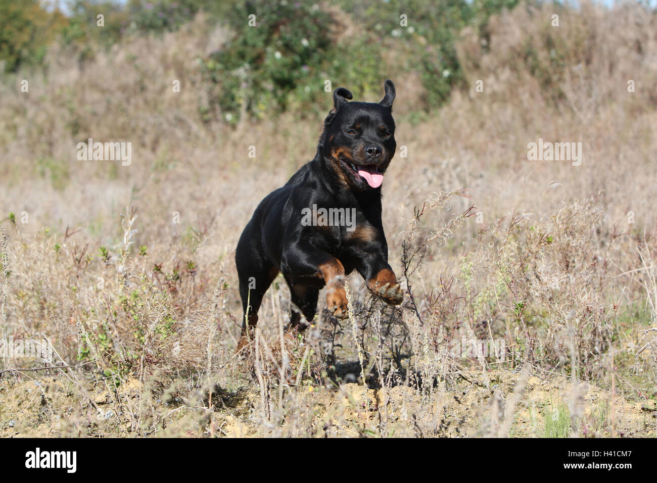 Dog Rottweiler adult running wild field Stock Photo - Alamy