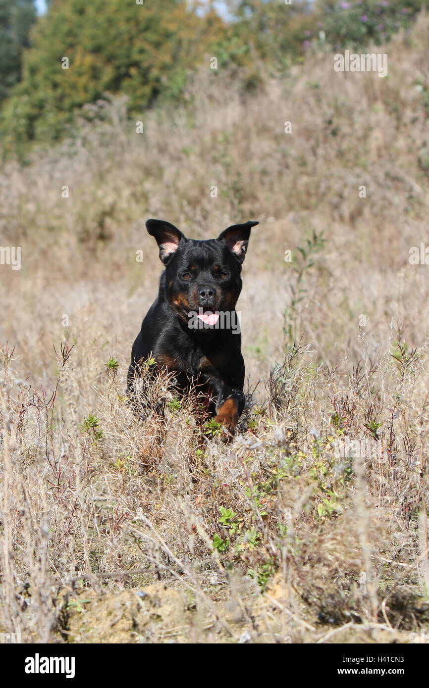 Dog Rottweiler adult running wild field Stock Photo - Alamy
