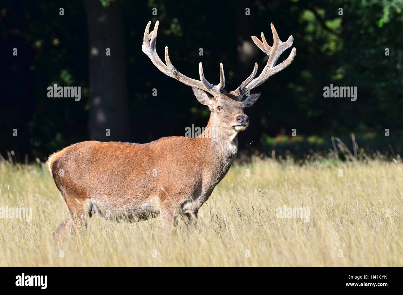 Red deer, Cervus elaphus Stock Photo - Alamy