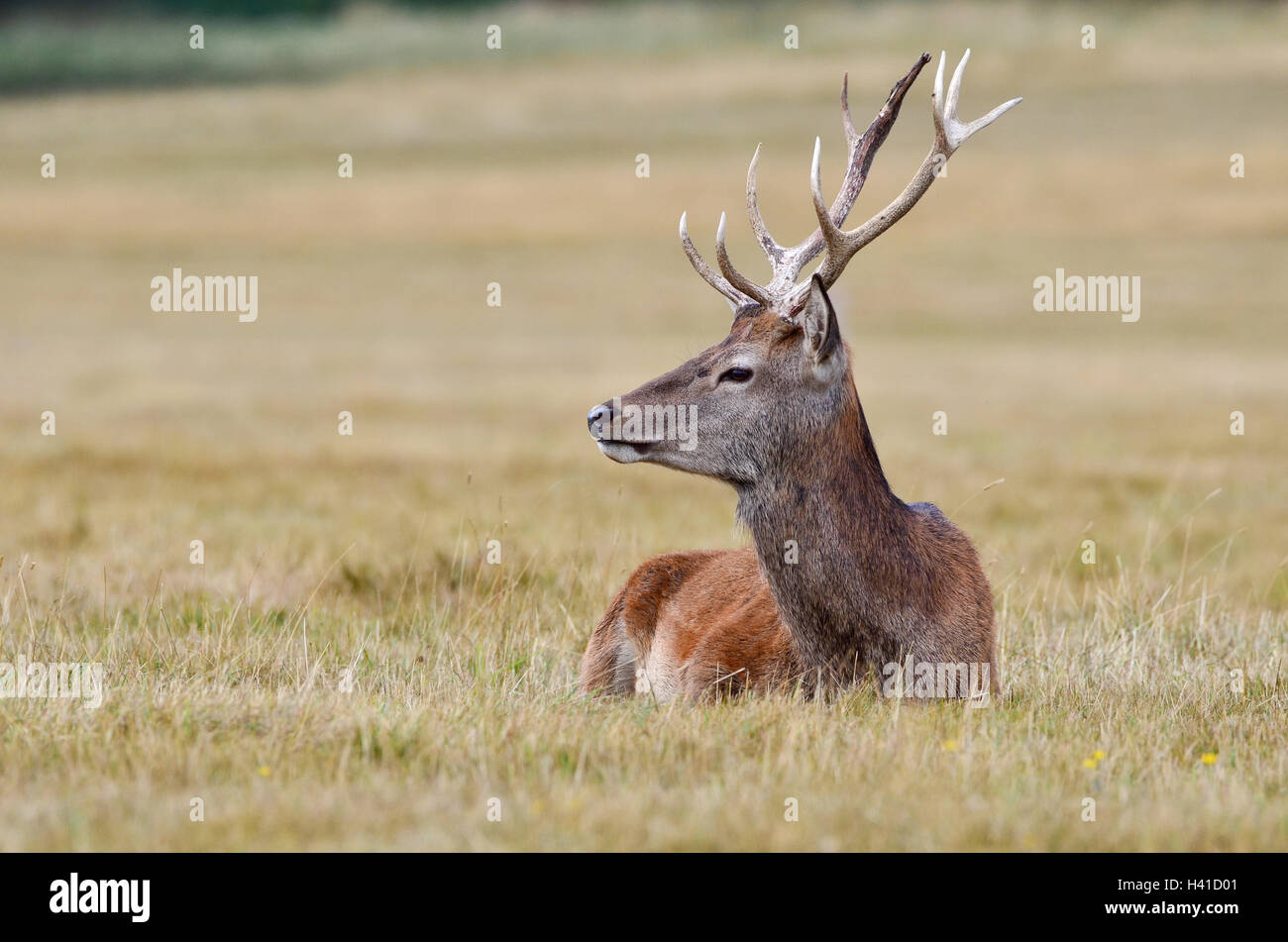 Red deer, Cervus elaphus Stock Photo - Alamy
