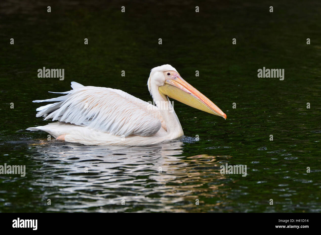 White Pelican, Pelecanus onocrotalus Stock Photo - Alamy