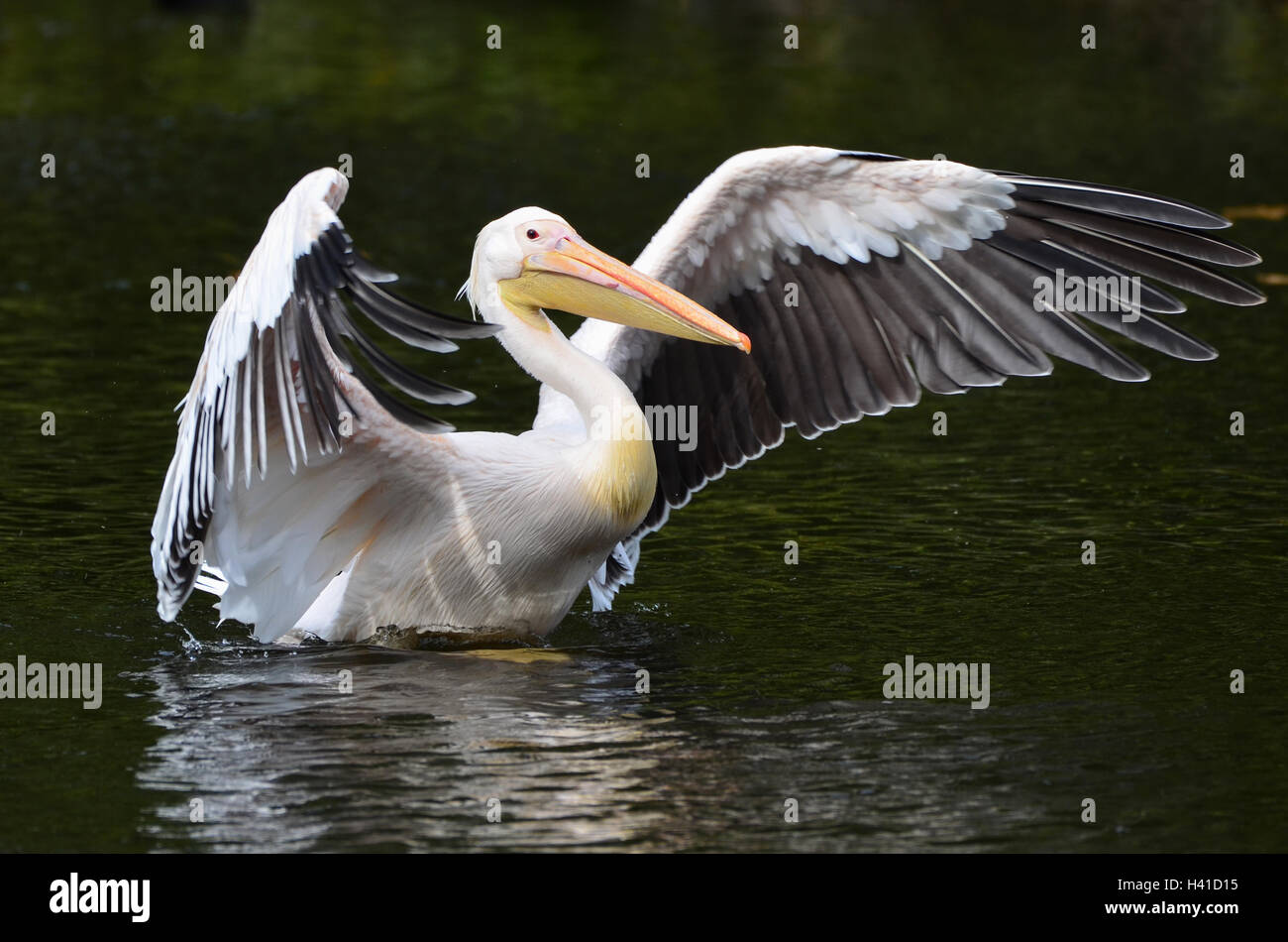 White Pelican, Pelecanus onocrotalus Stock Photo - Alamy