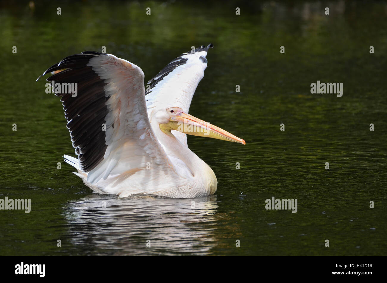 White Pelican, Pelecanus onocrotalus Stock Photo - Alamy