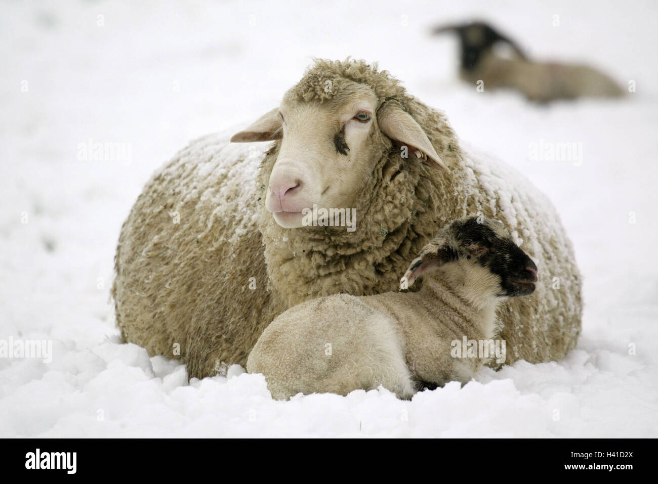 Merino sheep, mother animal, lamb, lie, snow, animals, mammals, benefit ...