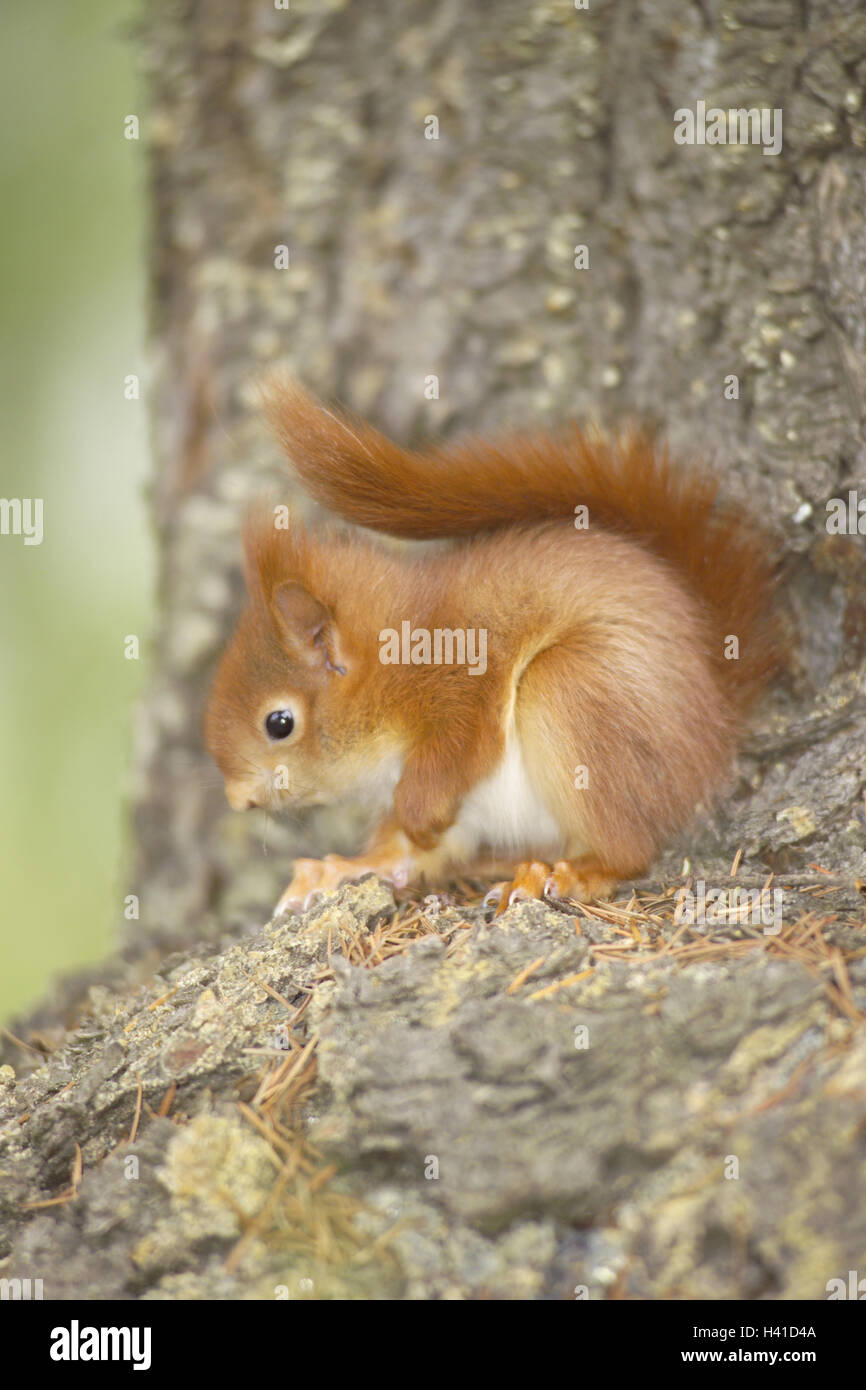 Wood, European squirrel, Sciurus vulgaris, young animal, food search ...
