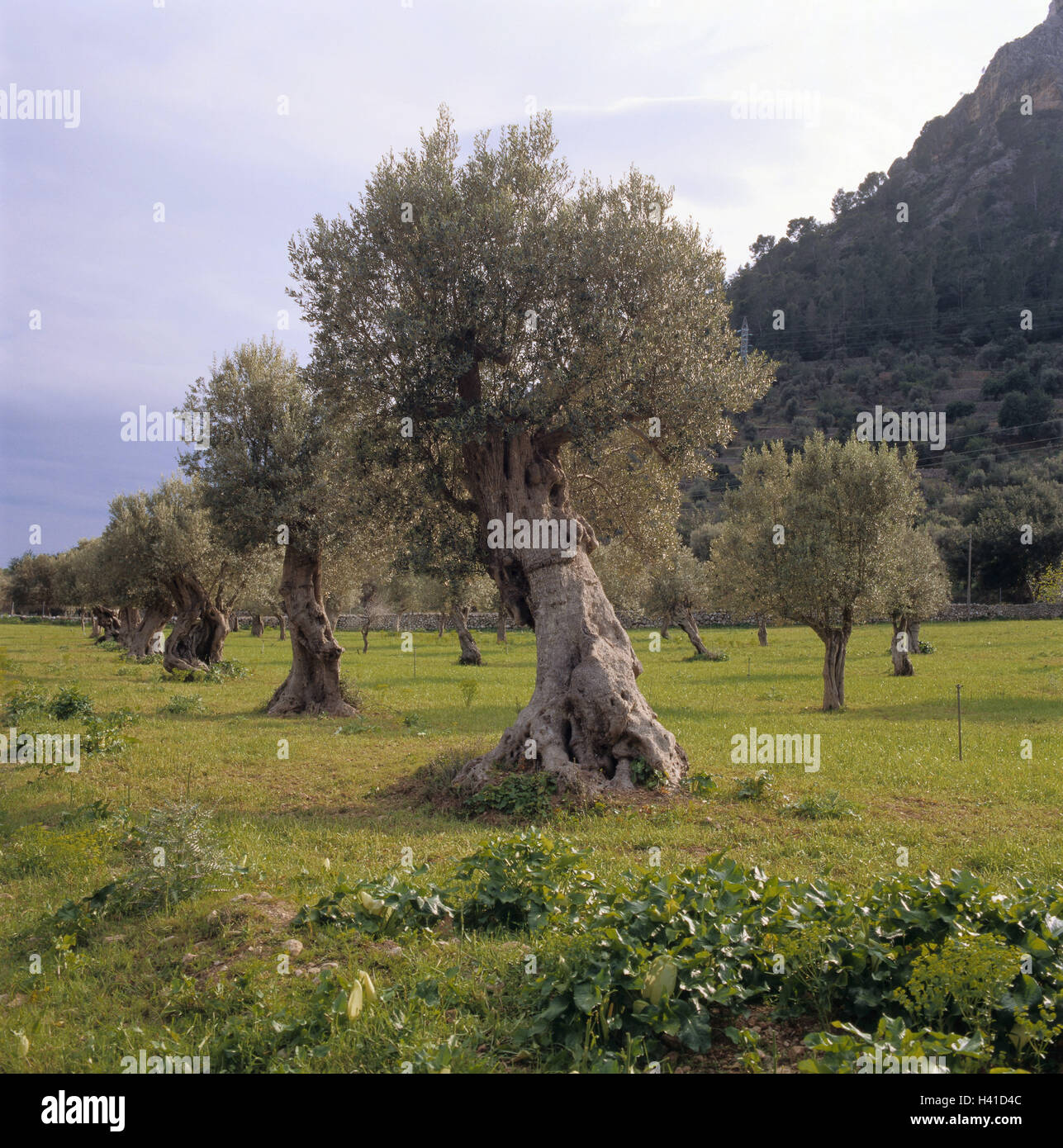 Spain, island Majorca, Soller, meadow, olive trees, Europe ...