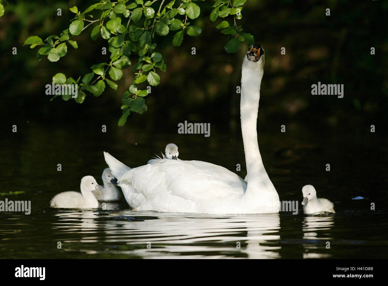 Lake, hump swans, Cygnus olor, mother animal, young animals, waters ...