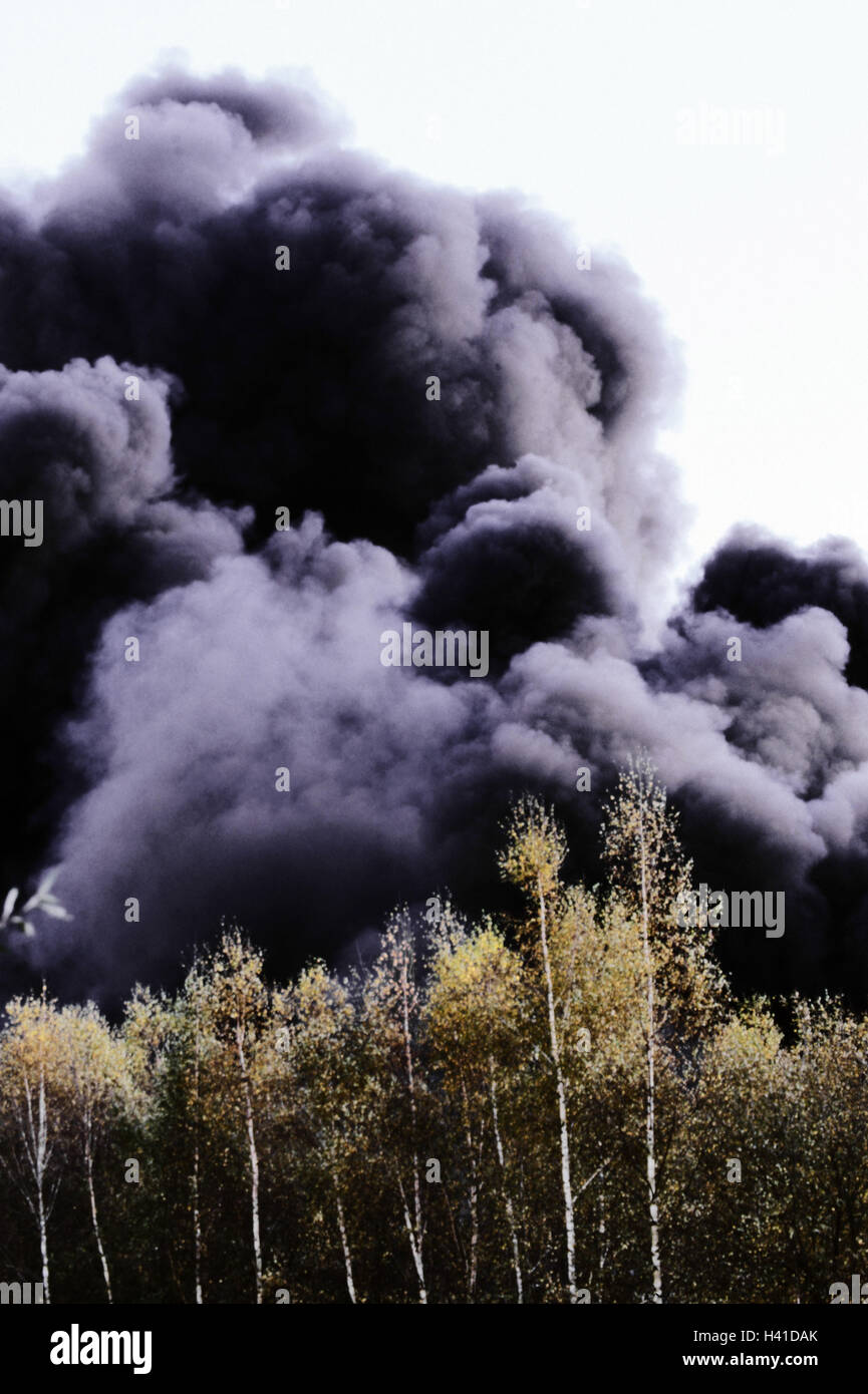 Germany, North Rhine-Westphalia, deciduous forest, birches, fire ...