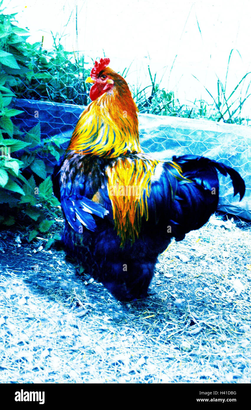 Brahmahahn, side view, manipulated, animals, animal, birds, bird, fowl ...
