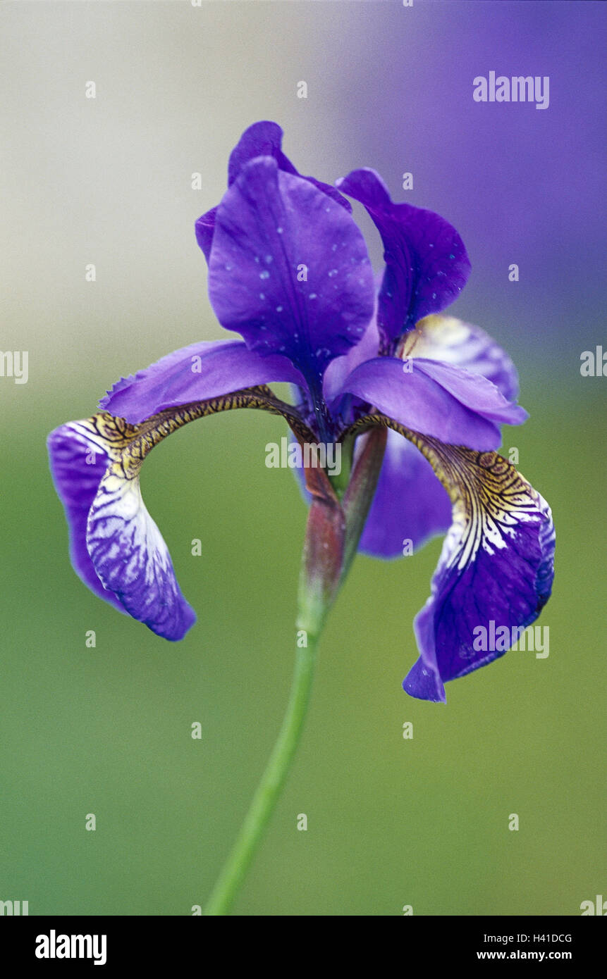 Siberian iris, iris sibirica, detail, blossom, violet, nature ...