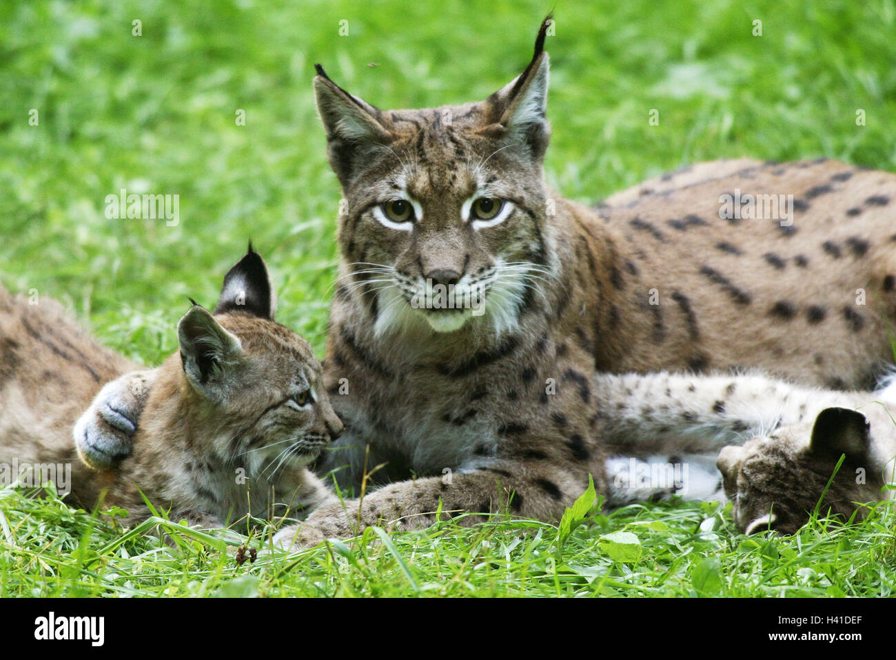 Meadow, Eurasian lynxes, Lynx lynx, mother animal, young animals, play ...