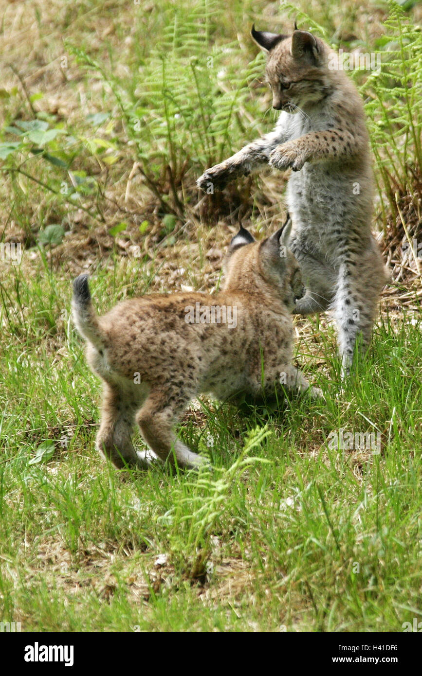 Meadow, Eurasian lynxes, Lynx lynx, young animals, play, Wildlife ...